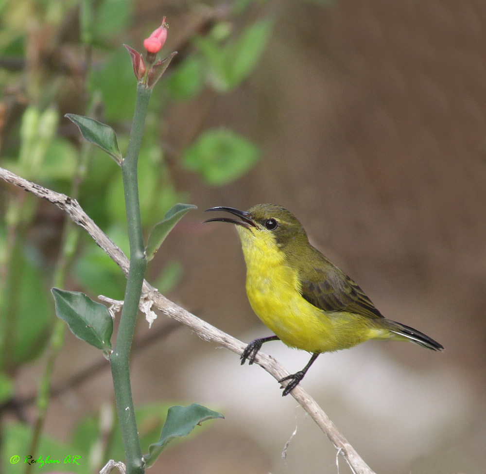 Birds and Nature Photography @ Raub: Olive-backed Sunbird - Kelicap ...