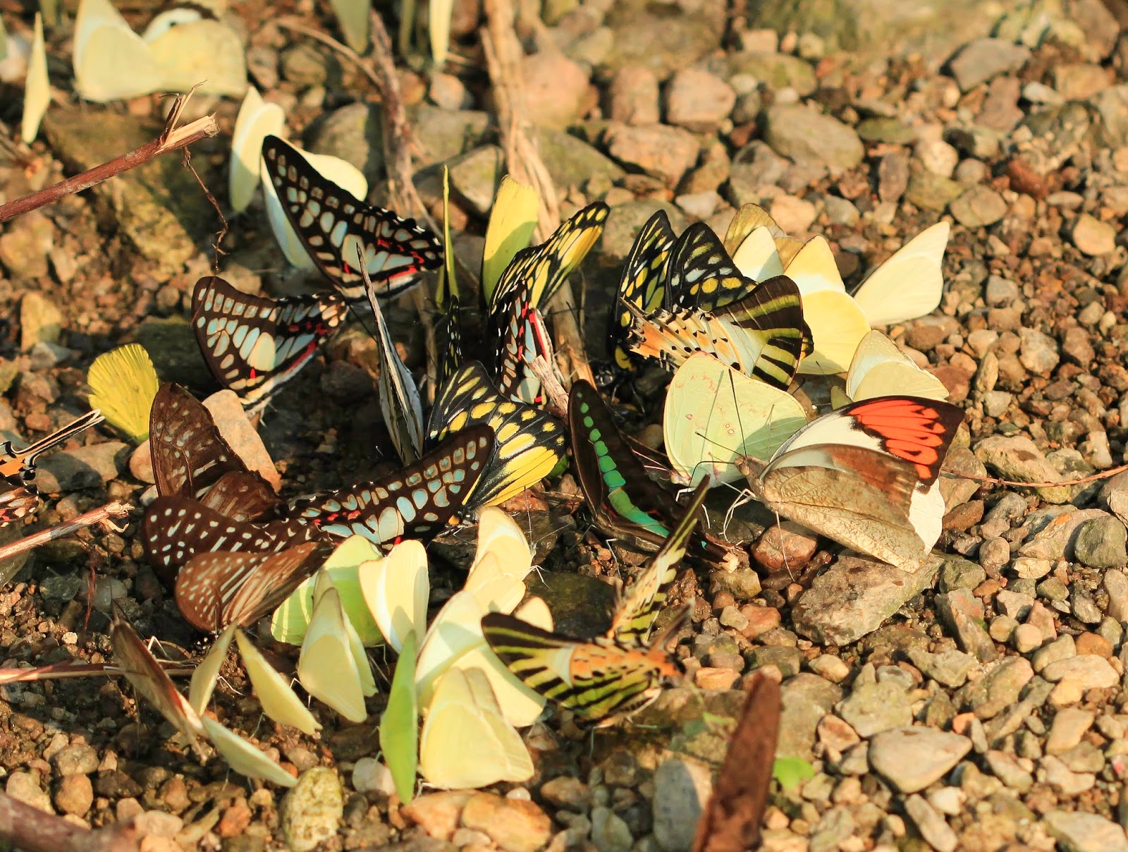 Butterflies of Vietnam: 75. Graphium antiphates antiphates(The Fivebar ...