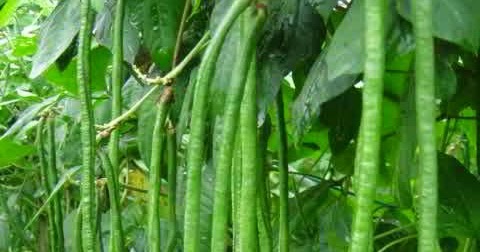 22+ Tanaman Kacang Panjang