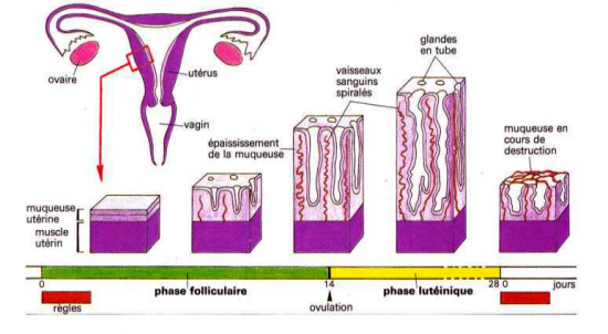 1ère S : Thème 3-A Féminin/Masculin | Les SVT au jour le jour