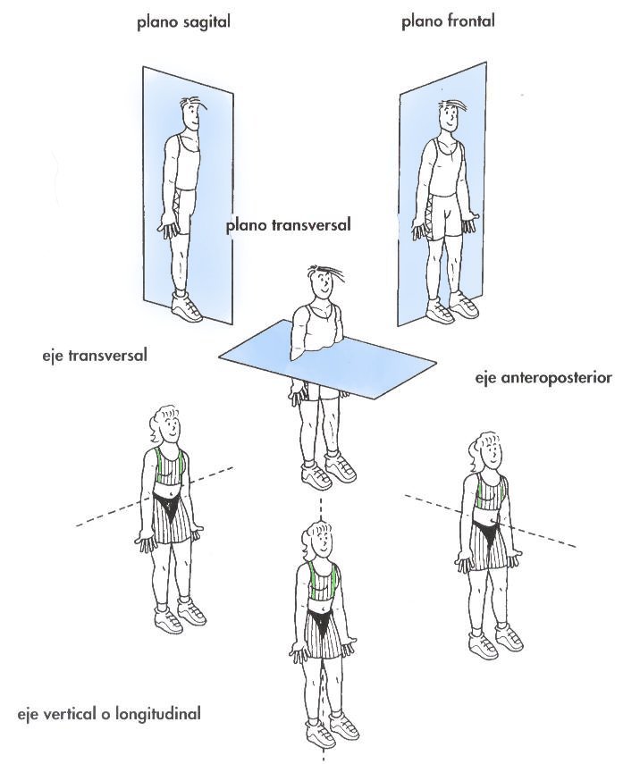 sistema esquelético humano : el sistema esquelético y la posición corporal