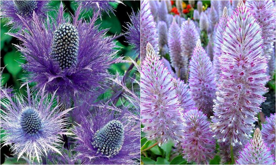 Keindahan Bunga Yang Cantik & Mempersonakan - AlamBlogr