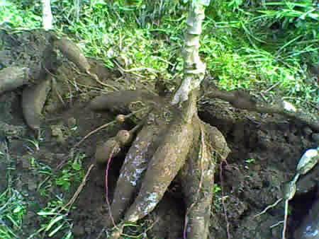 Cultura Guaraní: La mandi-ó (mandioca)