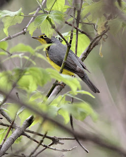 Birds from Behind : 12 June 2011