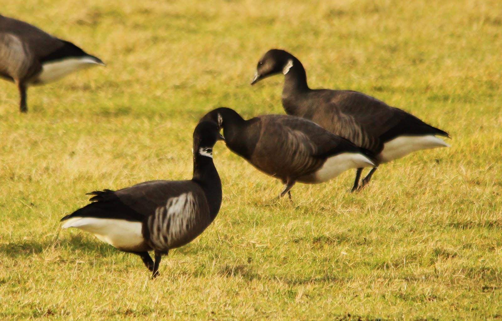 SCILLYSPIDER: ROSS'S and 2 BLACK BRANT GEESE