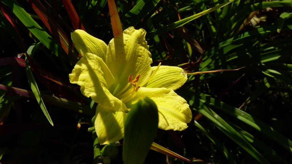 Høneballehaven på Samsø og Hellerupvej på Fyn: Dagliljer/hemerocallis