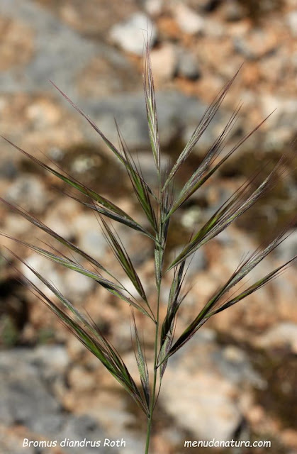 Menuda Natura: Bromus diandrus Roth