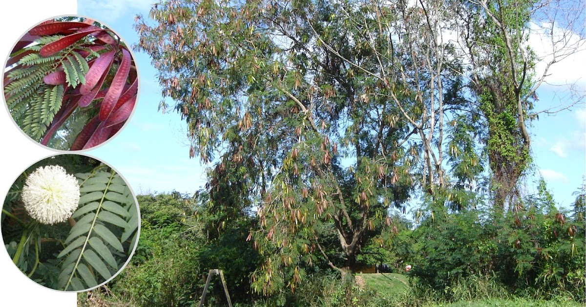 v e r d e c h a c o: Leucaena / Acacia blanca / Aromo blanco