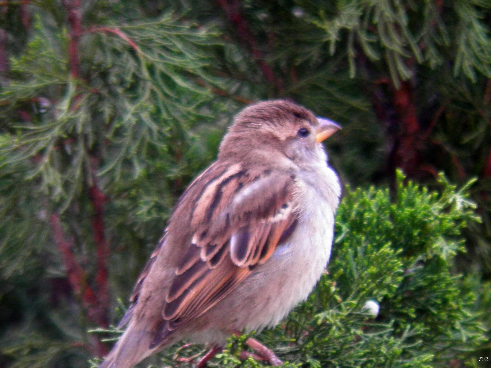 PASARI DIN ROMANIA: VRABIA DE CASA, Passer domesticus