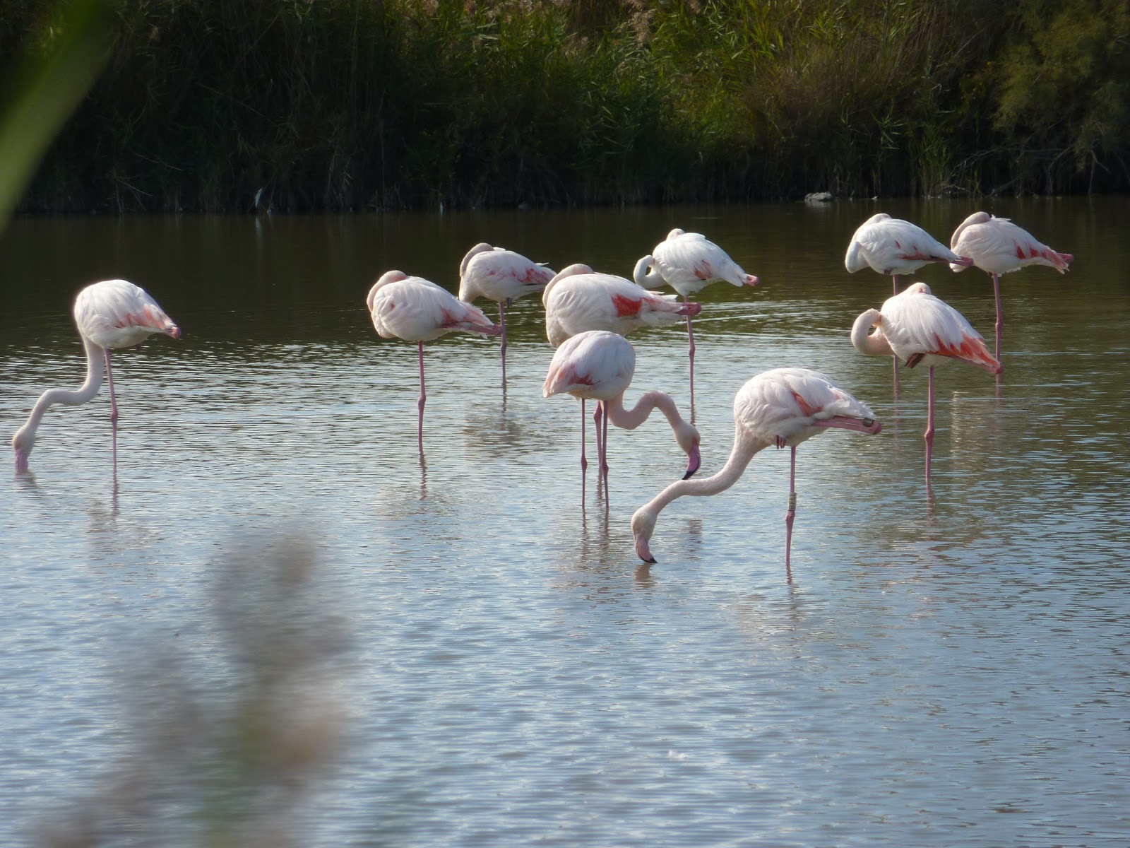 le jardin de marianne: le paradis des flamands roses