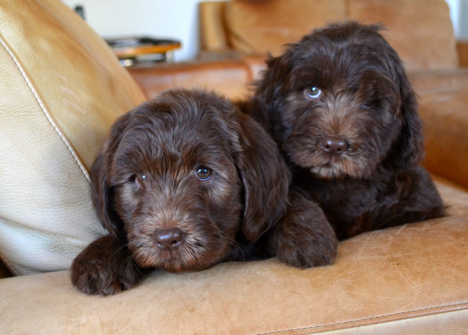 Golden Gate Labradoodles: Authentic Australian Labradoodles: "Just ...