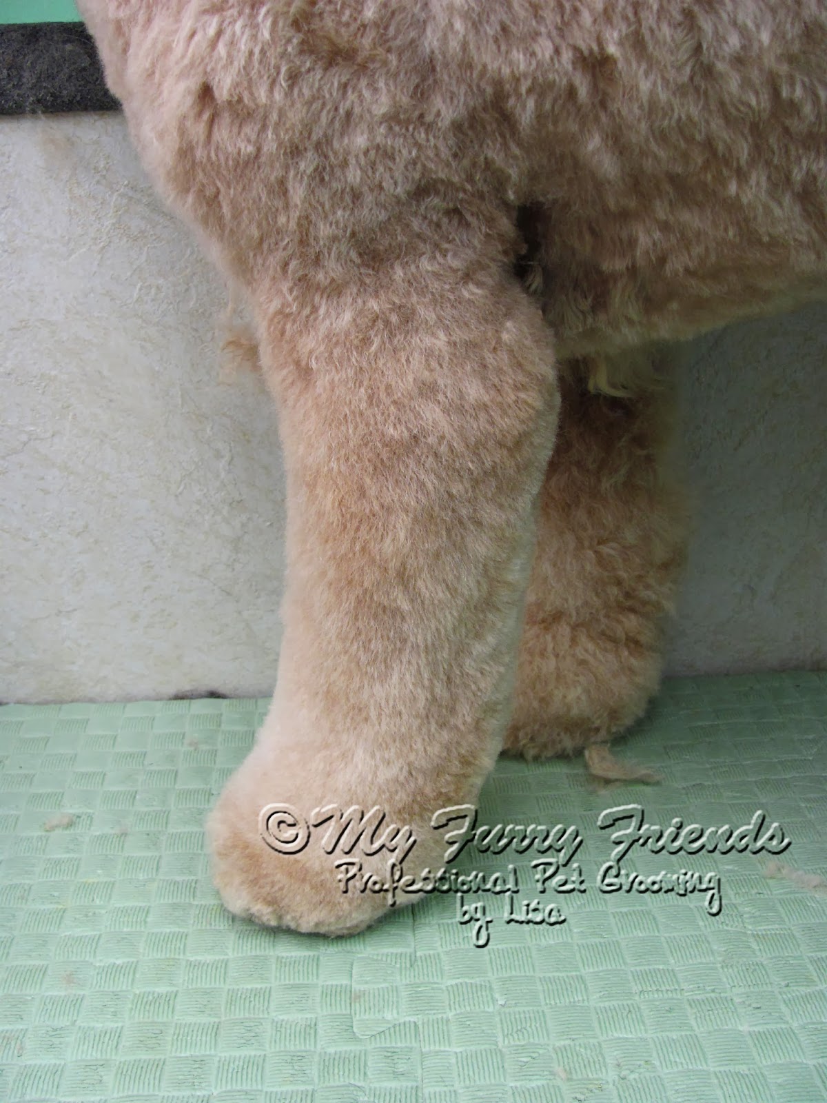 Pet Grooming: The Good, The Bad, & The Furry: Monday Makeover #18 ...