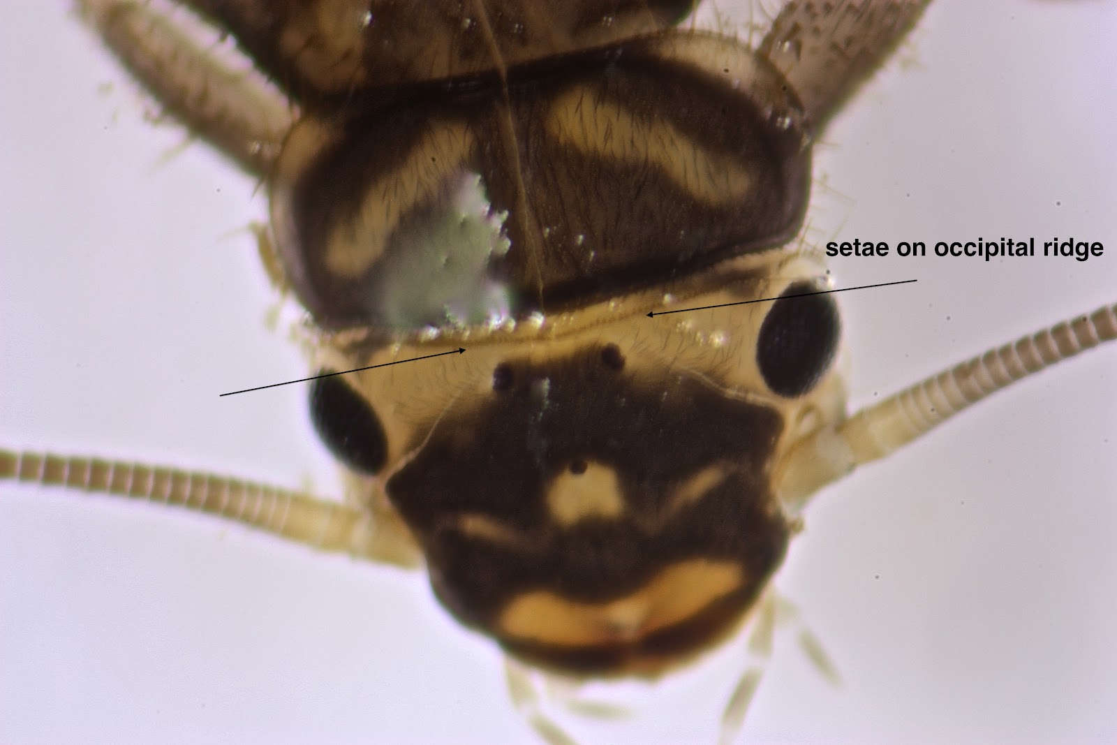 Aquatic Insects of Central Virginia: Summer Insects in the Rivanna at ...