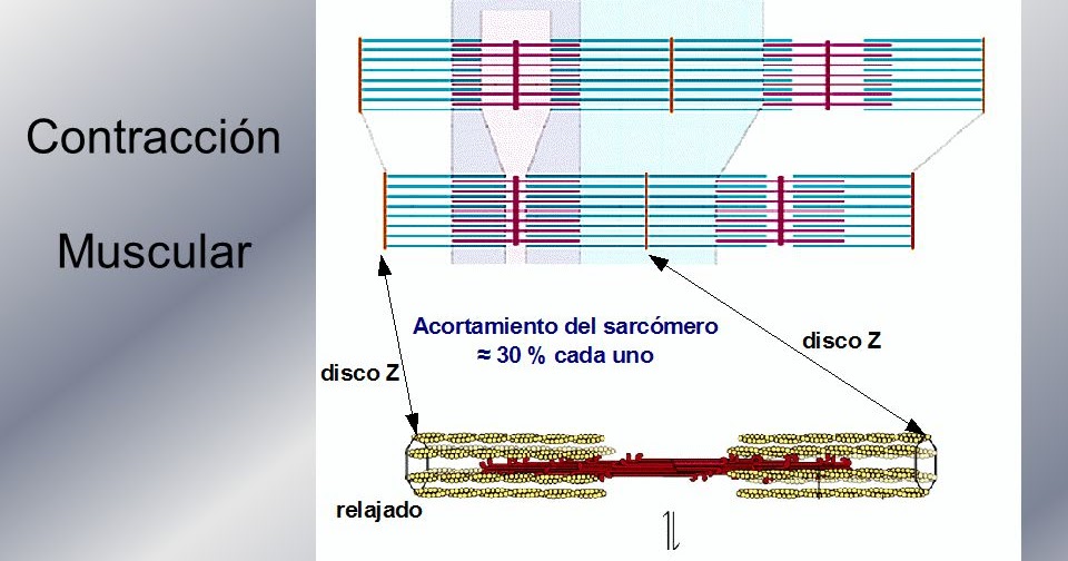 SABERES DE LA BIOFISICA : Sistemas biofisicos mecanicos