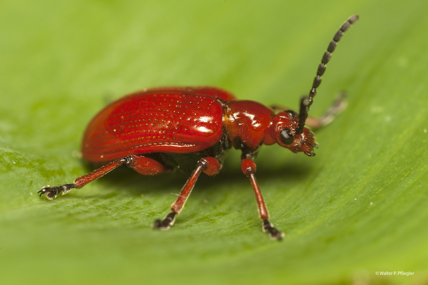 Nature photos from an Amateur Naturalist: Bagamér, Hungary (Bagamér ...