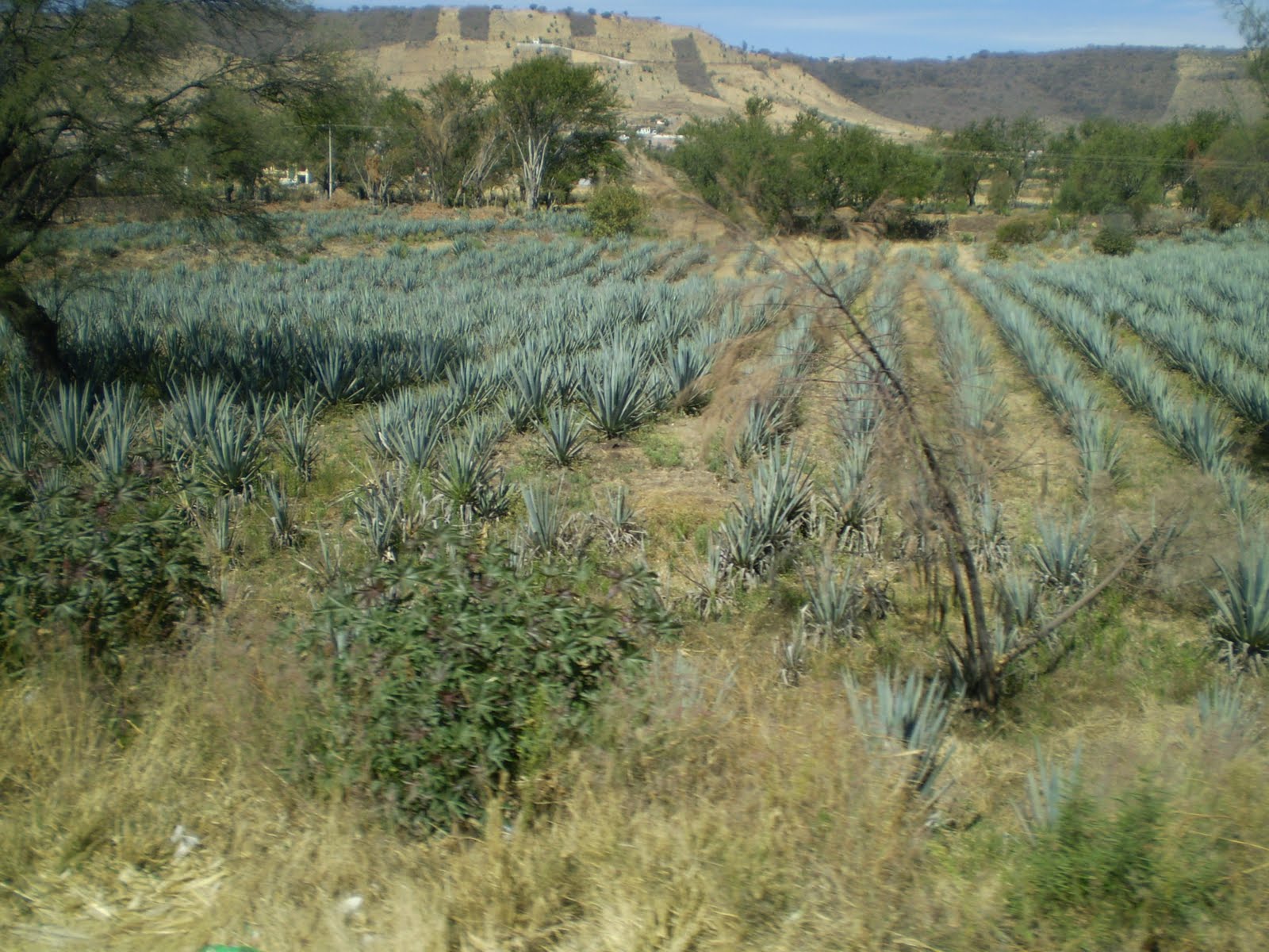 The Bermuda Wine Geek: Why did the Mexican push his wife off the cliff ...