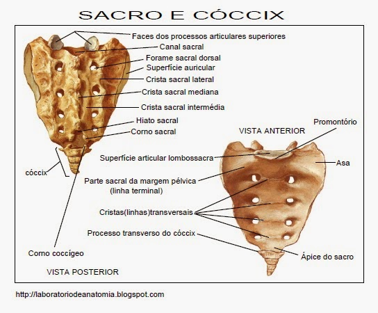Anatomia: Ossos