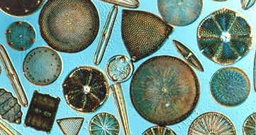 Bacillariophyta definition, characteristics, classification, function ...