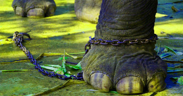 The elephant rope story - Empire of the wise