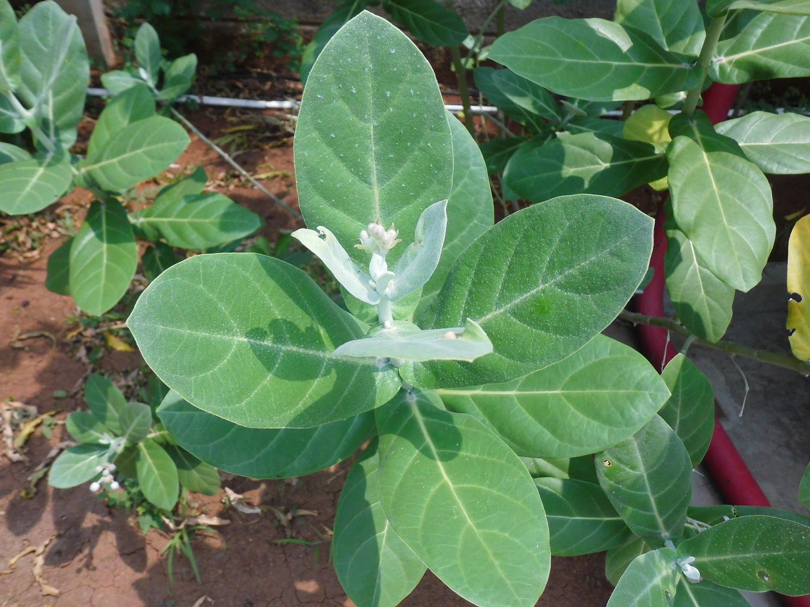 Widuri (Calotropis Gigantea Crown Tree)
