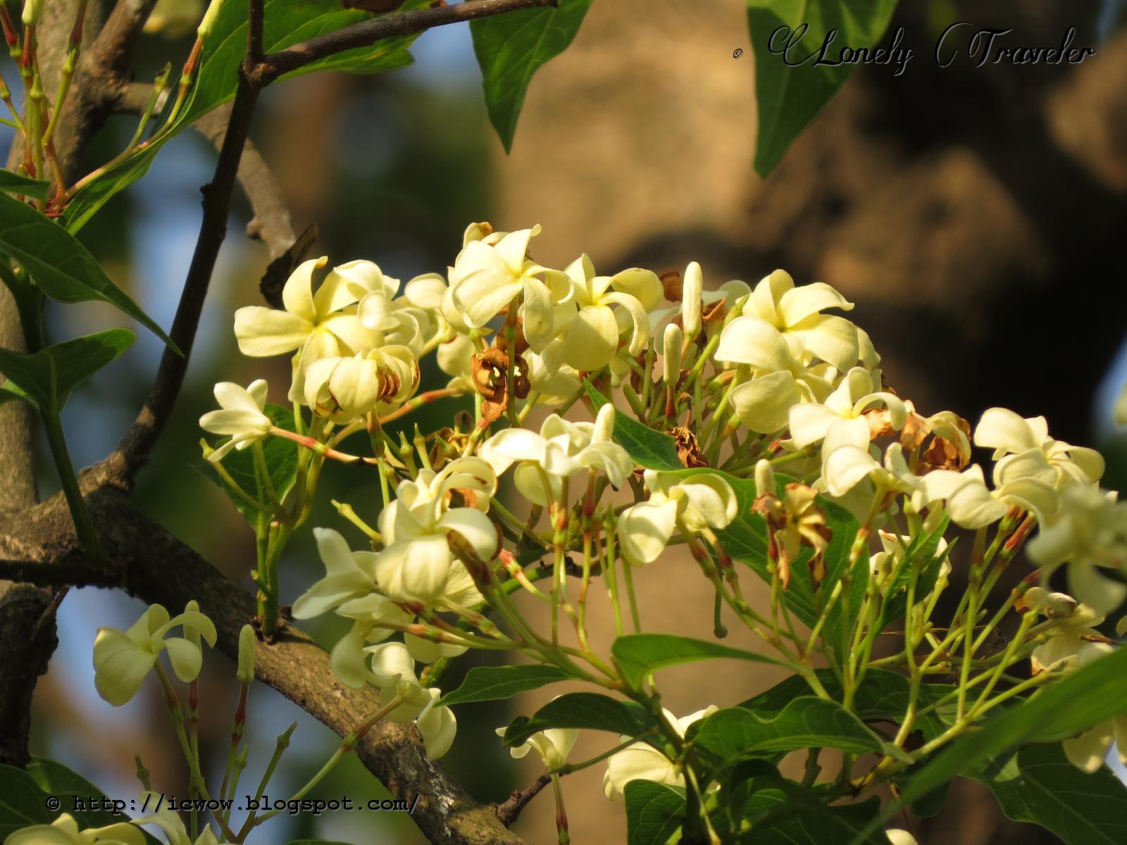 Kurchi ful (কুর্চি ফুল) - Holarrhena pubescens