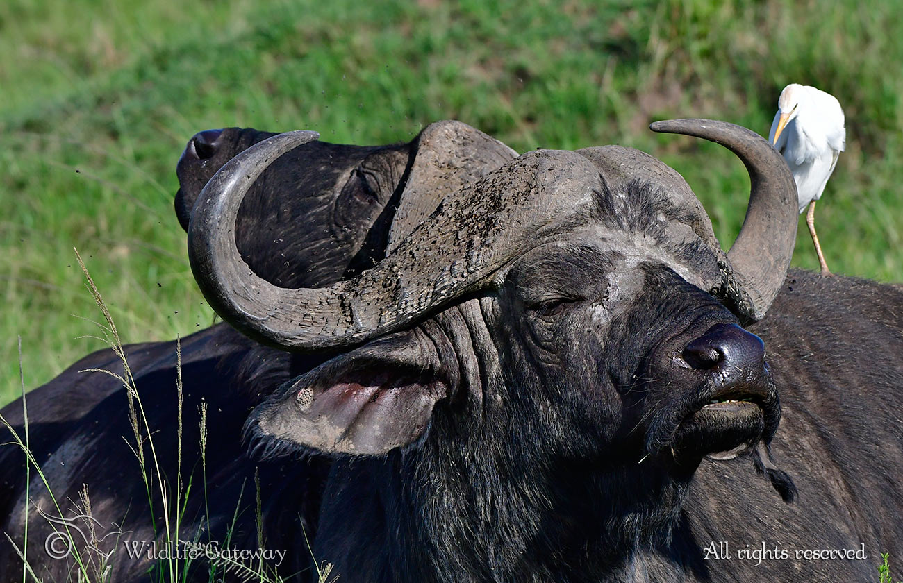 WILDLIFE GATEWAY: Buffle d'Afrique