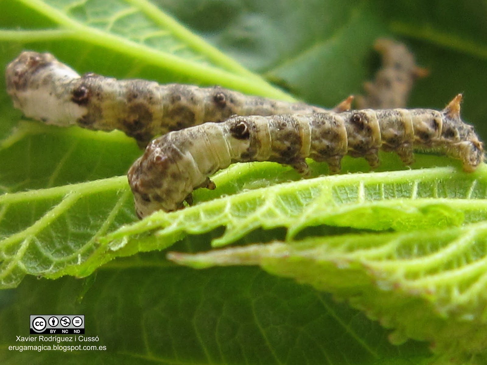L'eruga màgica: Galeria d'imatges : Groga espanyola nº 2 (Sierra Morena)