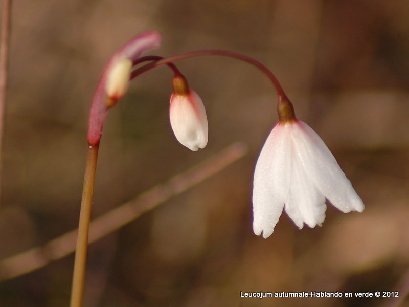 Hablando en verde: Campanilla de otoño (Leucojum autumnale)
