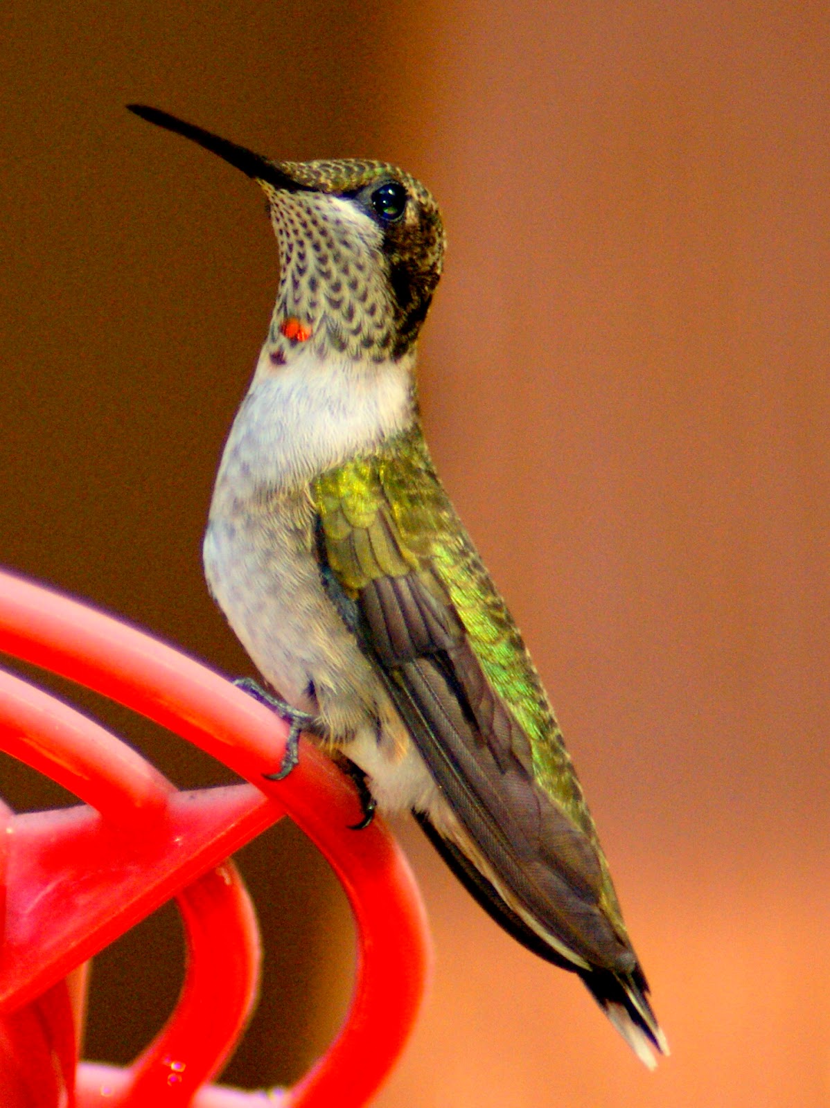 SE Texas Birding & Wildlife Watching: Hummingbirds at Kleb Woods