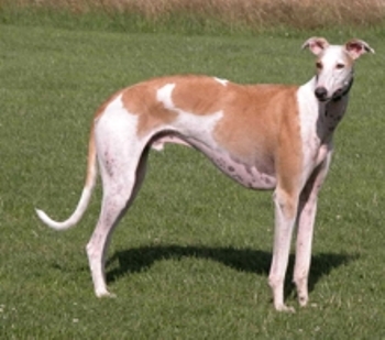 Lectura: Razas de perros