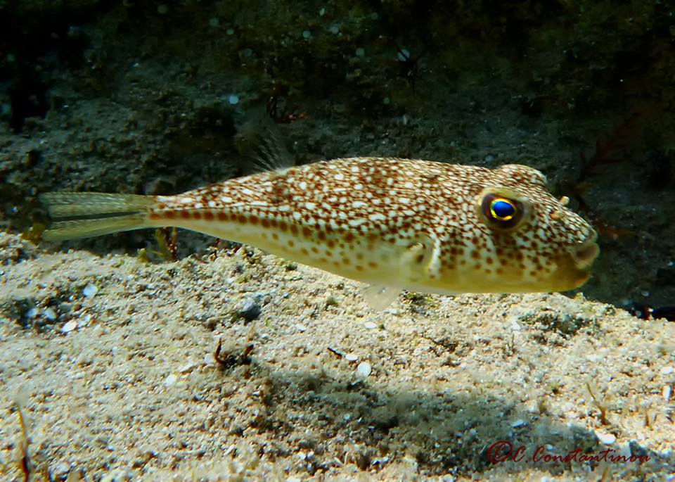 Biodiversity of Cyprus by NGO Protection of the Natural Heritage and ...