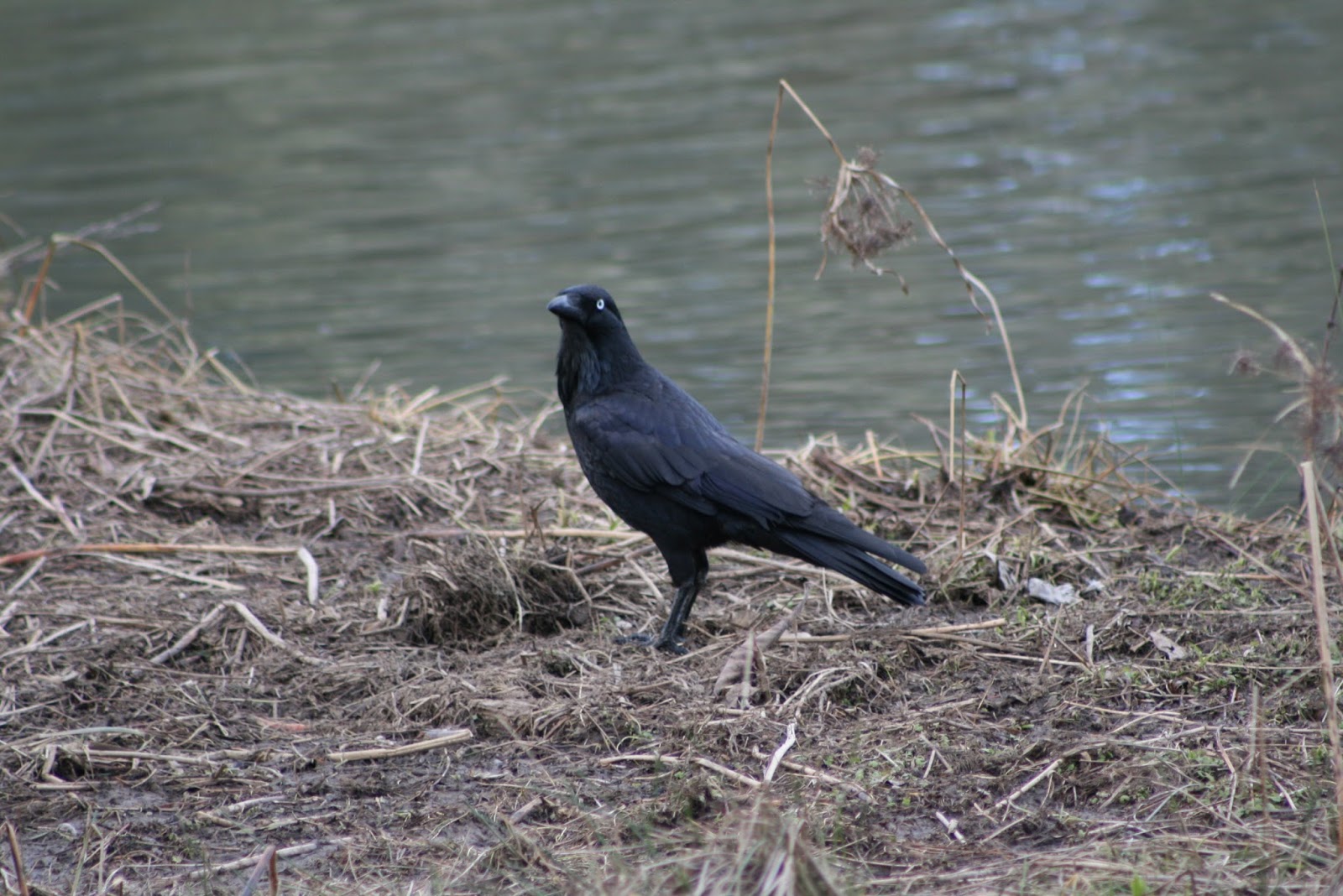 Australian Birds: The Blue-Eyed Raven (Corvus coronoides??)
