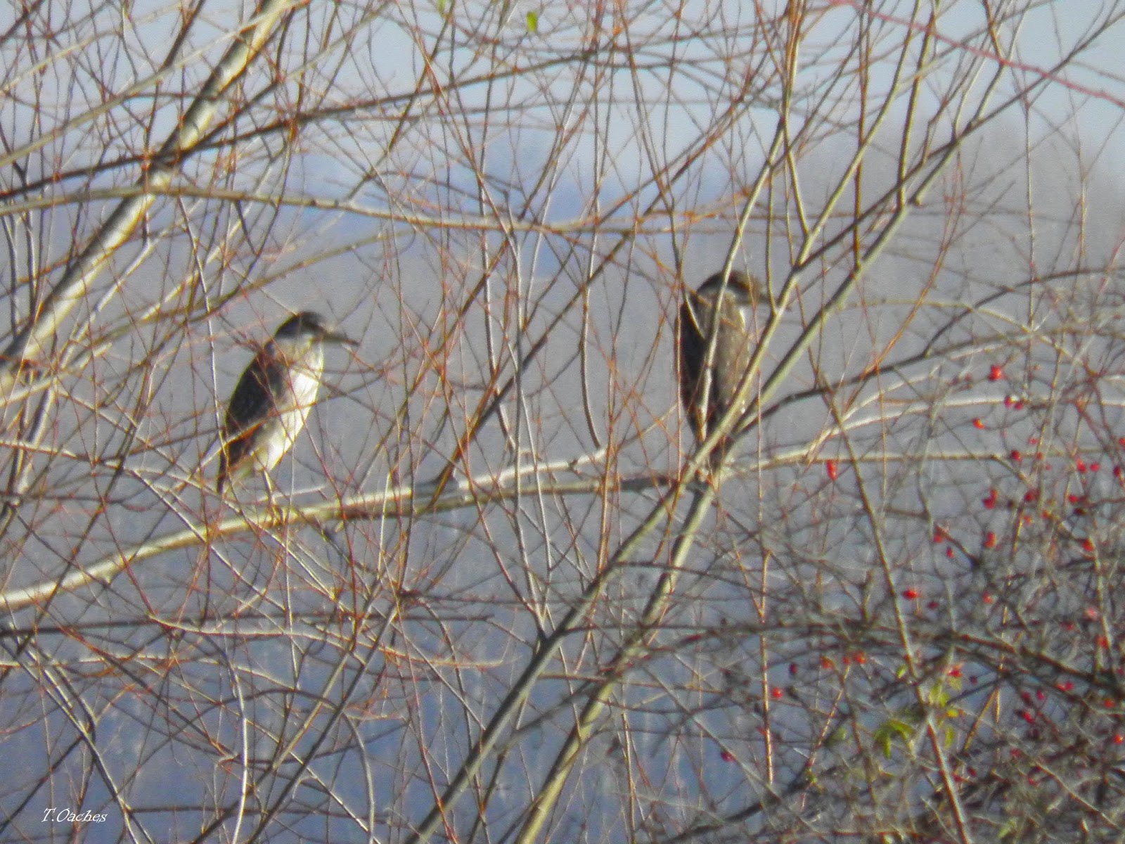 PASARI DIN ROMANIA: STARC DE NOAPTE, Nycticorax nycticorax