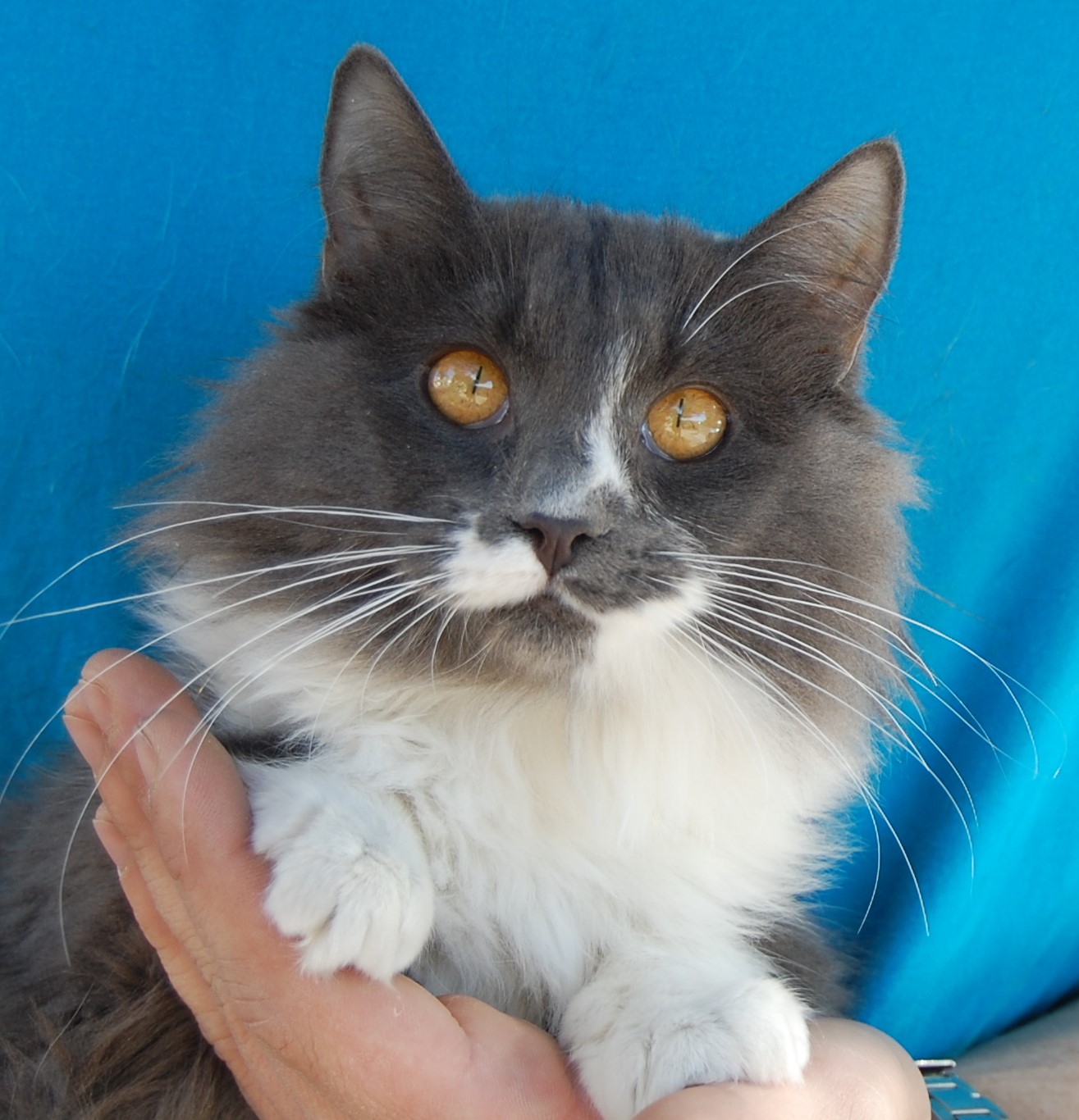 Vivianna, 1 of 40 rescued kittens ready for adoption today!
