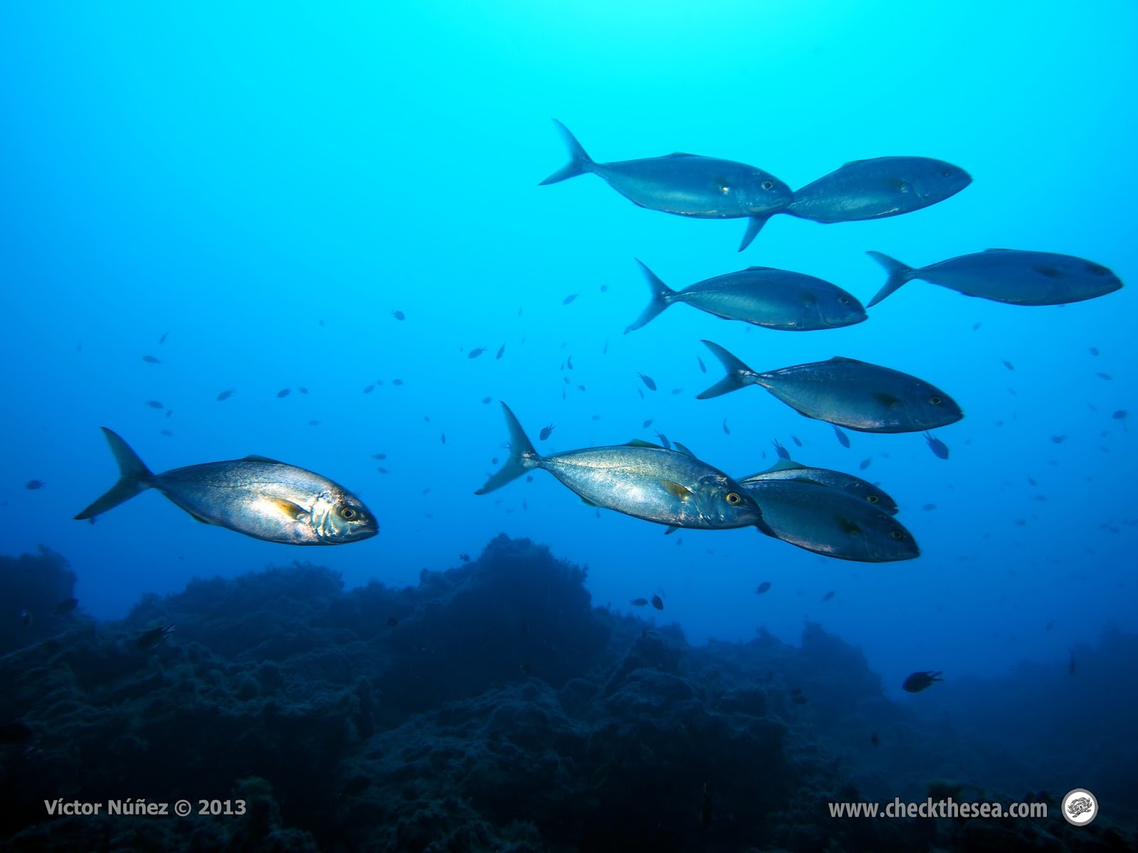Check the Sea. Web de buceo y fotografía submarina de las Islas ...
