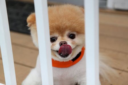 Boo, Anjing Pomerian terlucu di dunia ~ Blogger Creativitas
