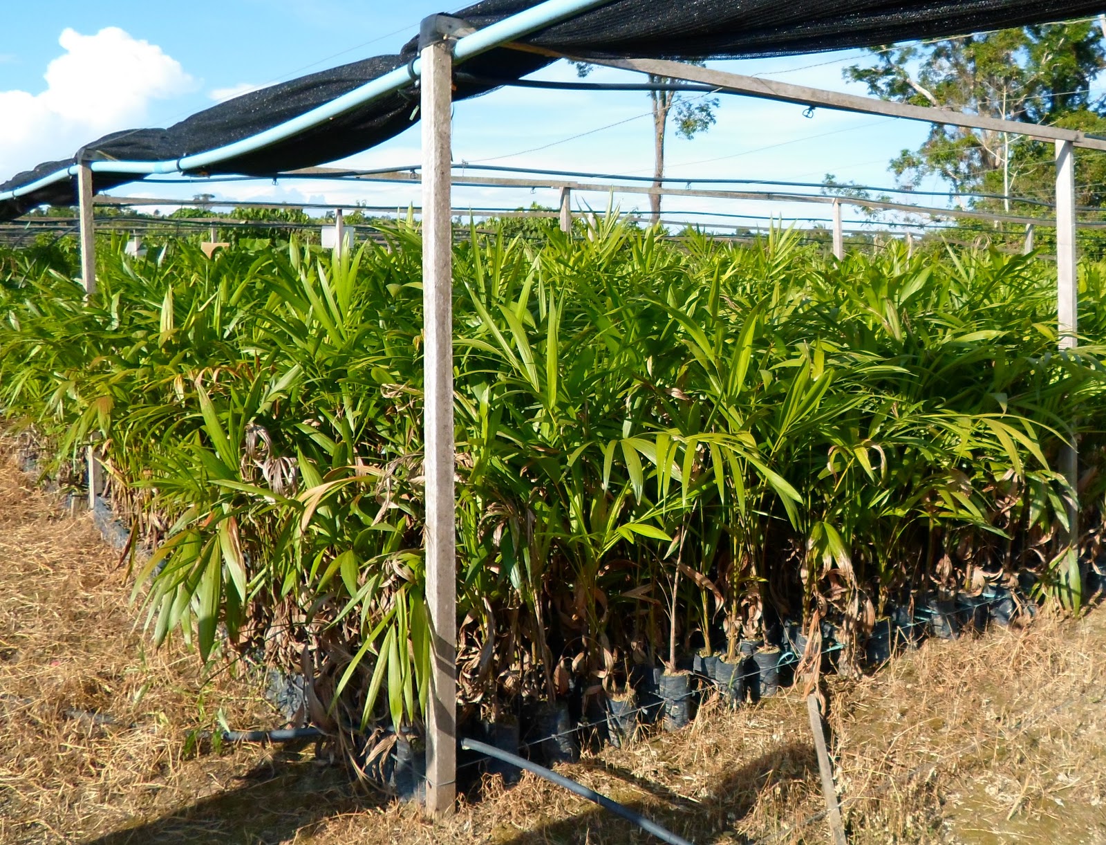 Sebrae Santarém: Agricultores recebem incentivo do Sebrae para produção ...