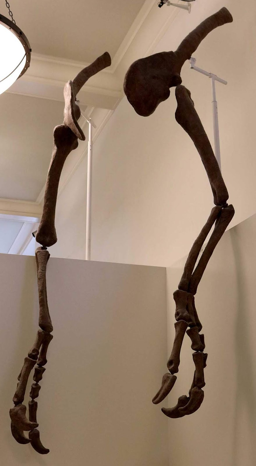 Louisville Fossils and Beyond: Deinocheirus mirificus Limb Fossil