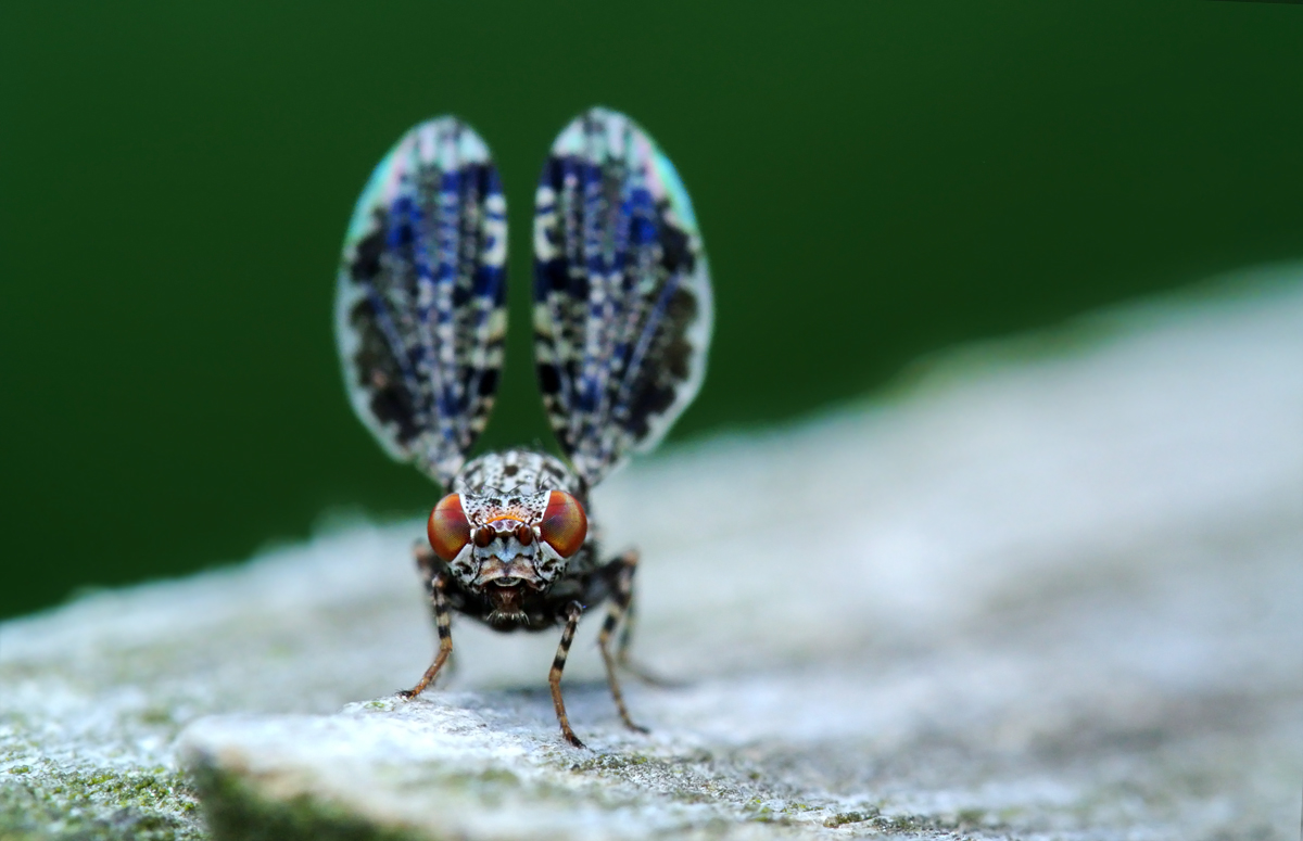 Máistir Nádúraí: Weekend Bug Hunting!