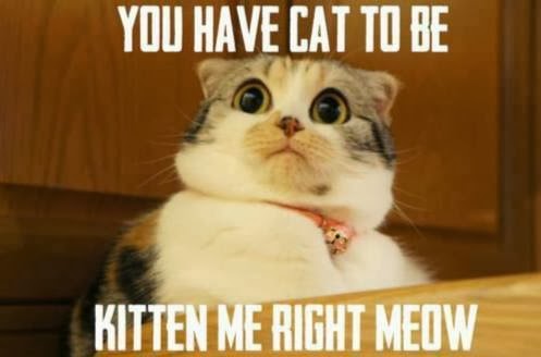 You have cat to be kitten me right meow