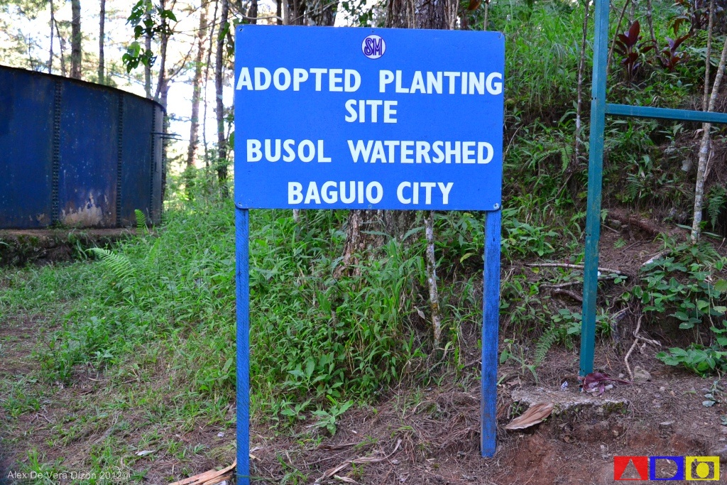 Baguio, its time to plant more trees! - Recycle Bin of a Middle Child