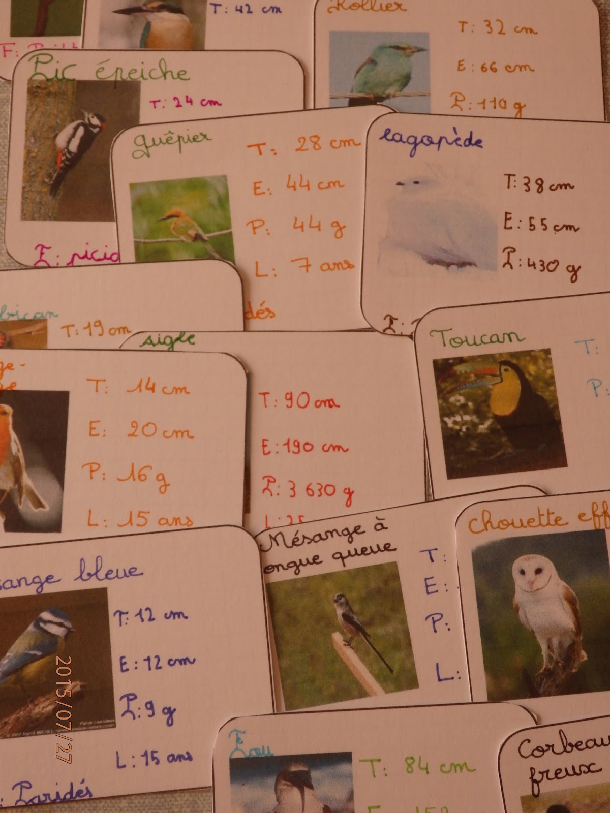 Quotidien d'une curiosifée: Les oiseaux : cartes