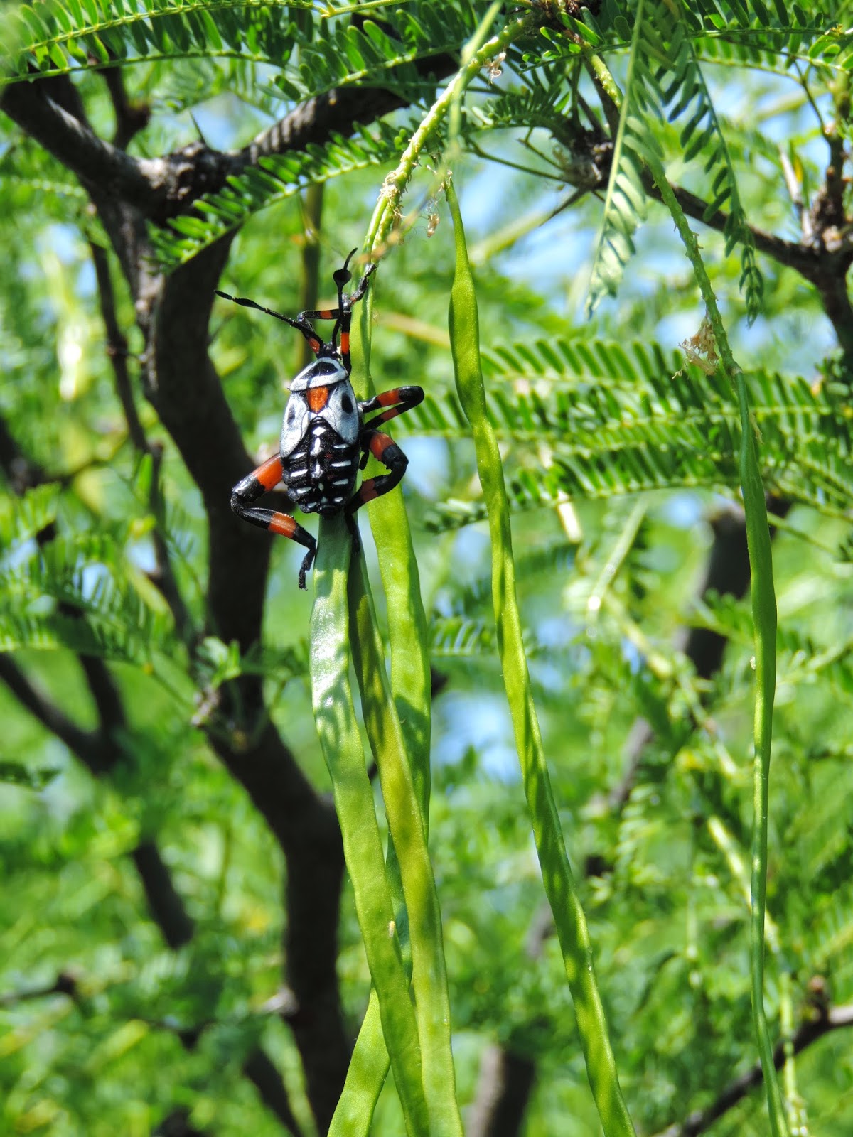 Las crónicas de El Viejo: ¡Por fin tantarrias!
