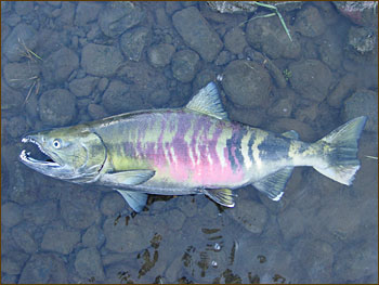 Chum salmon - Alchetron, The Free Social Encyclopedia