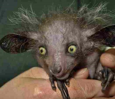 Animais: Aiai primata de Madagascar