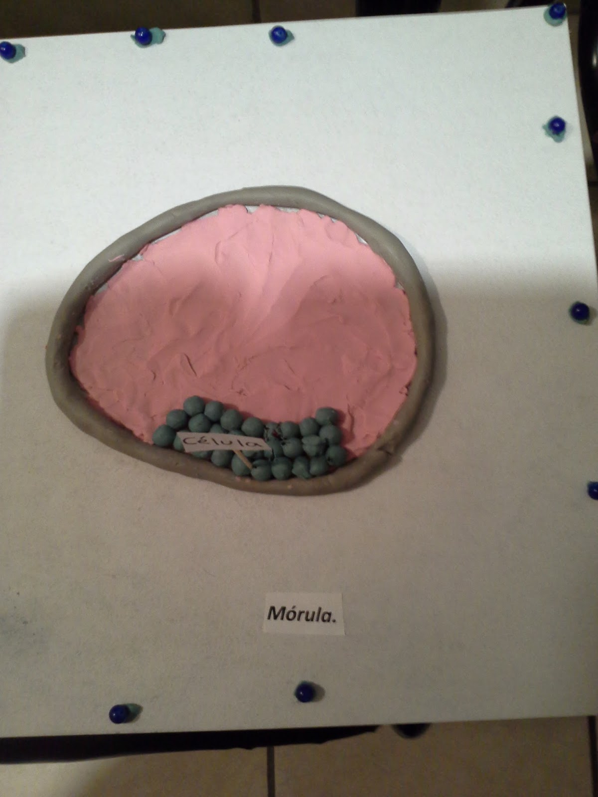 Matemáticas con Reflexión: Mórula