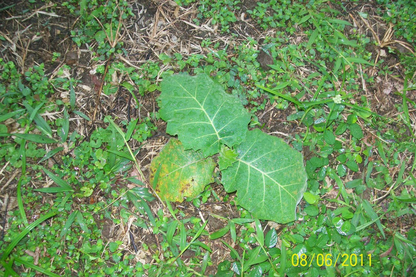 AGROBIOTECNOLOGIA DESDE LA SELVA TROPICAL HUMEDA: junio 2011