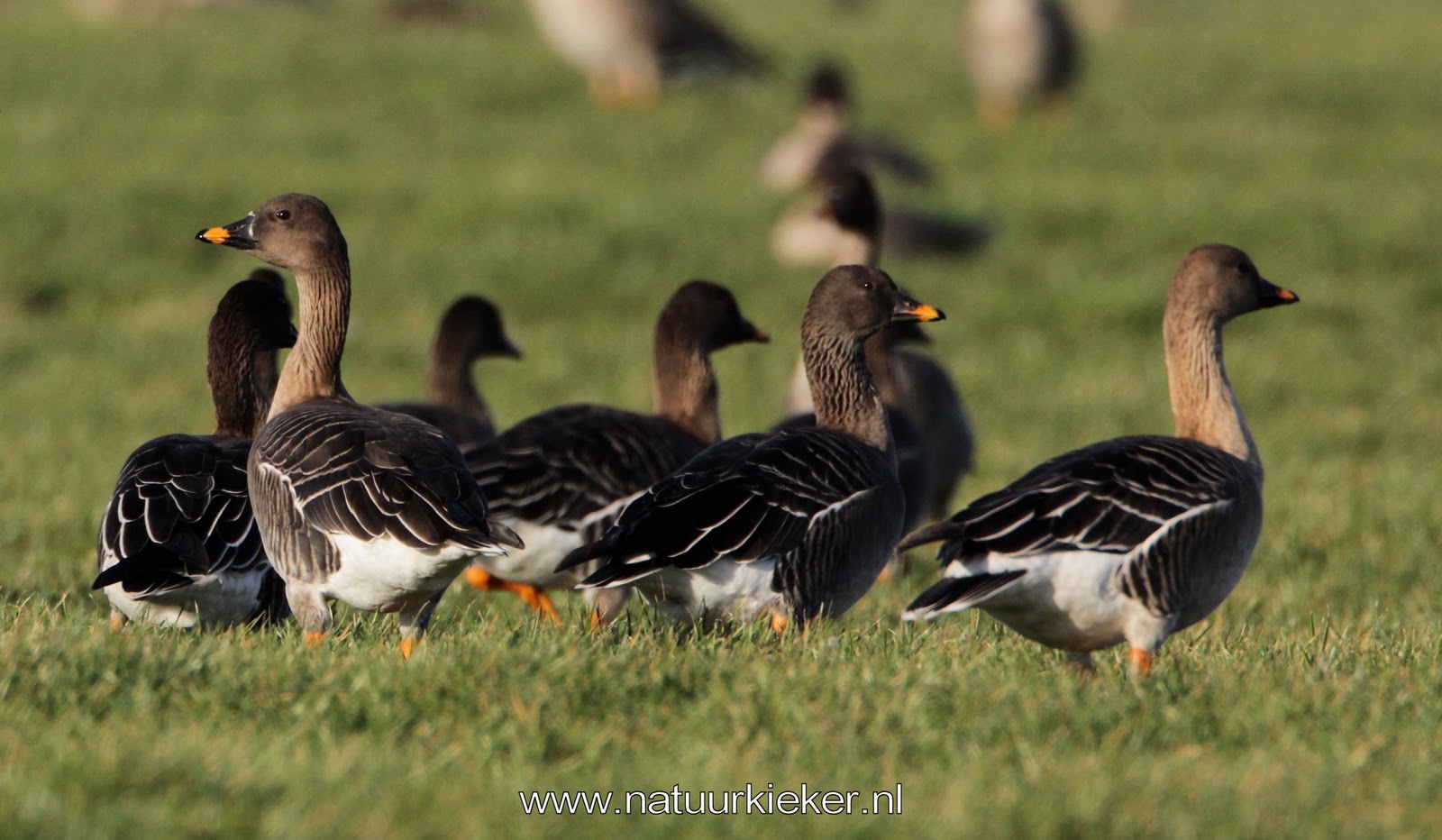 Toendrarietganzen zijn wintergasten