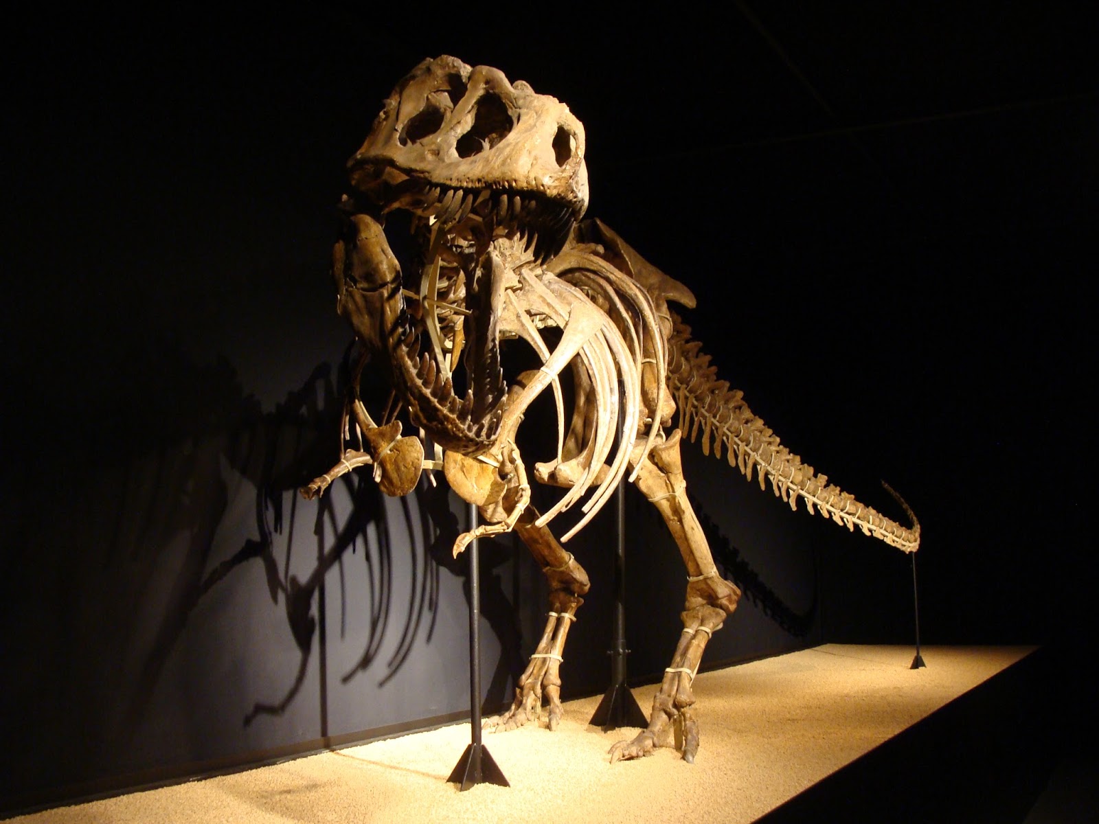 Tarbosaurus Skeleton