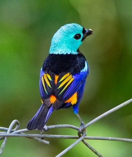 Beautiful and amazing birds of the World | Unseen Pictures 4 You